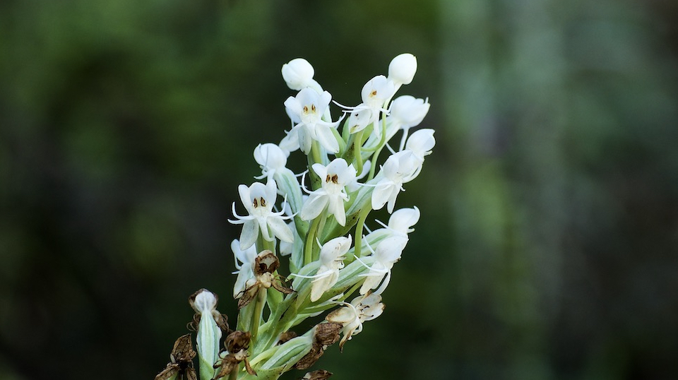 Delicate, Wild Orchids in Baracoa, Cuba | Villa Paradiso